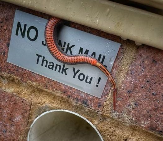 Baby Snake Found in Aldi Lettuce Bag!! - Willoughby Living