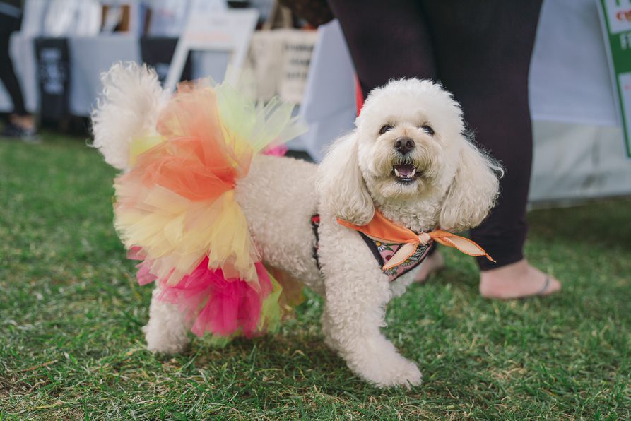 It's One for the Doggie Diary - Bark in the Park is ON!! - Willoughby ...