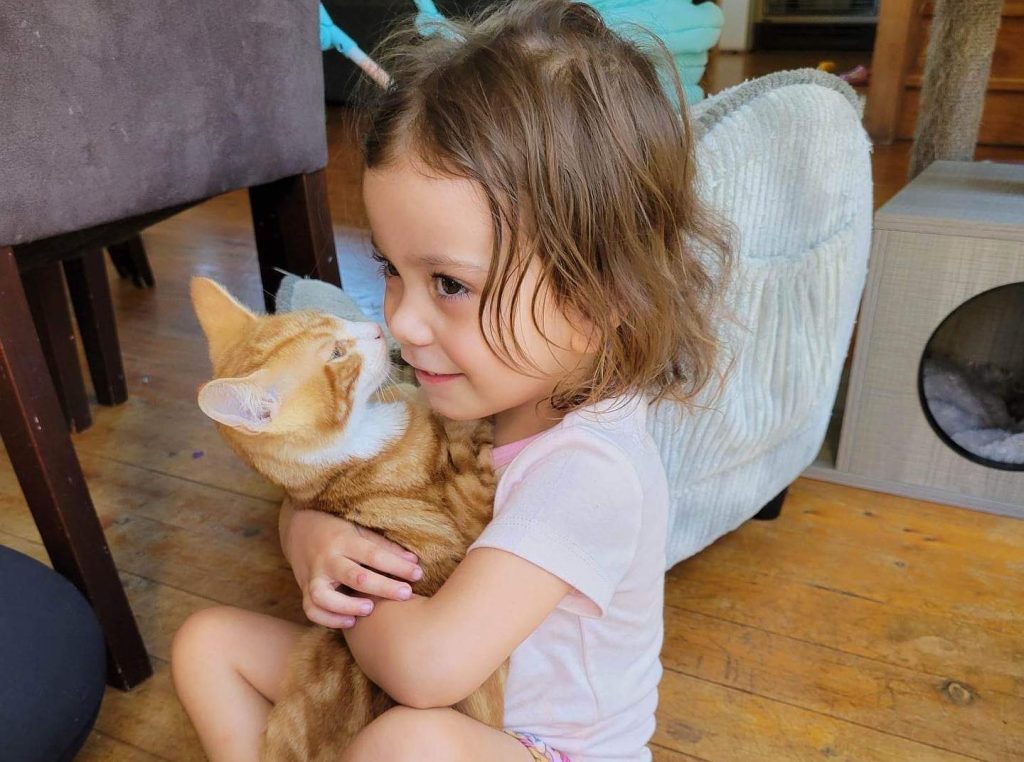 Coffee With a Cat Cuddle: New Rescue Café Opens - Willoughby Living