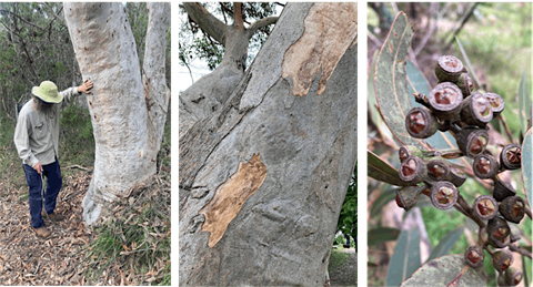 Native tree ID workshop - Willoughby Living