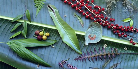 Native edible bush food garden workshop - Willoughby Living