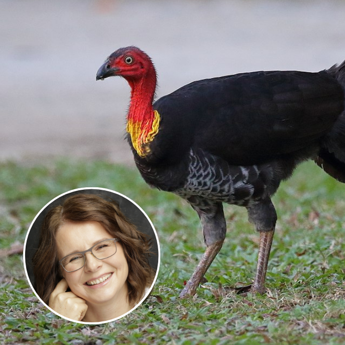 Living with Australian brush turkeys - Willoughby Living