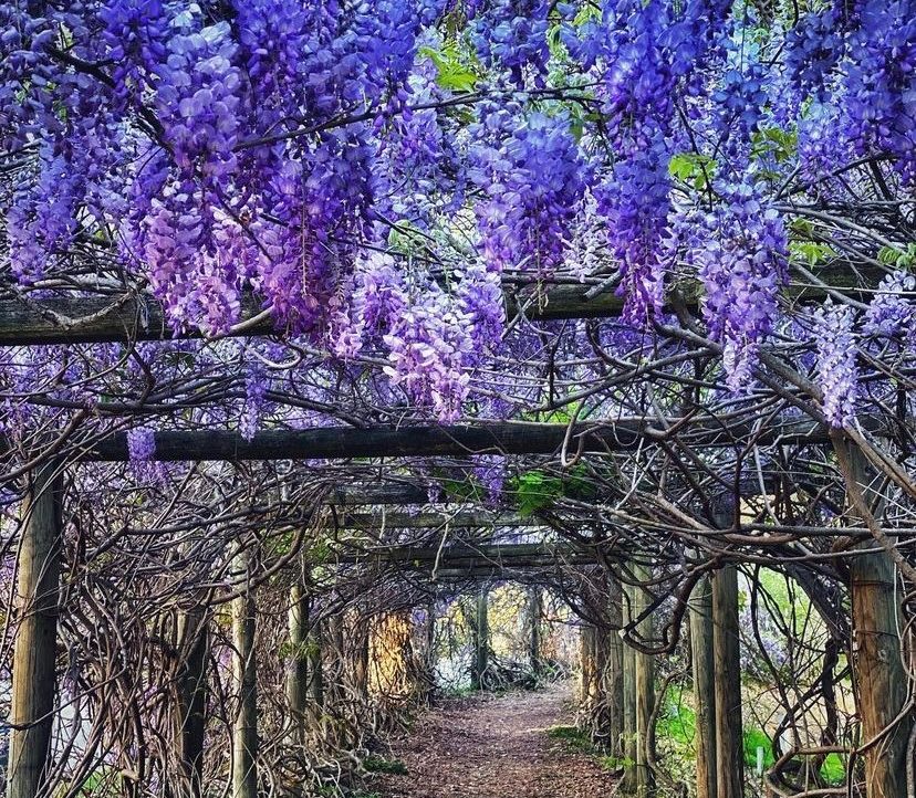 Wisteria Walk