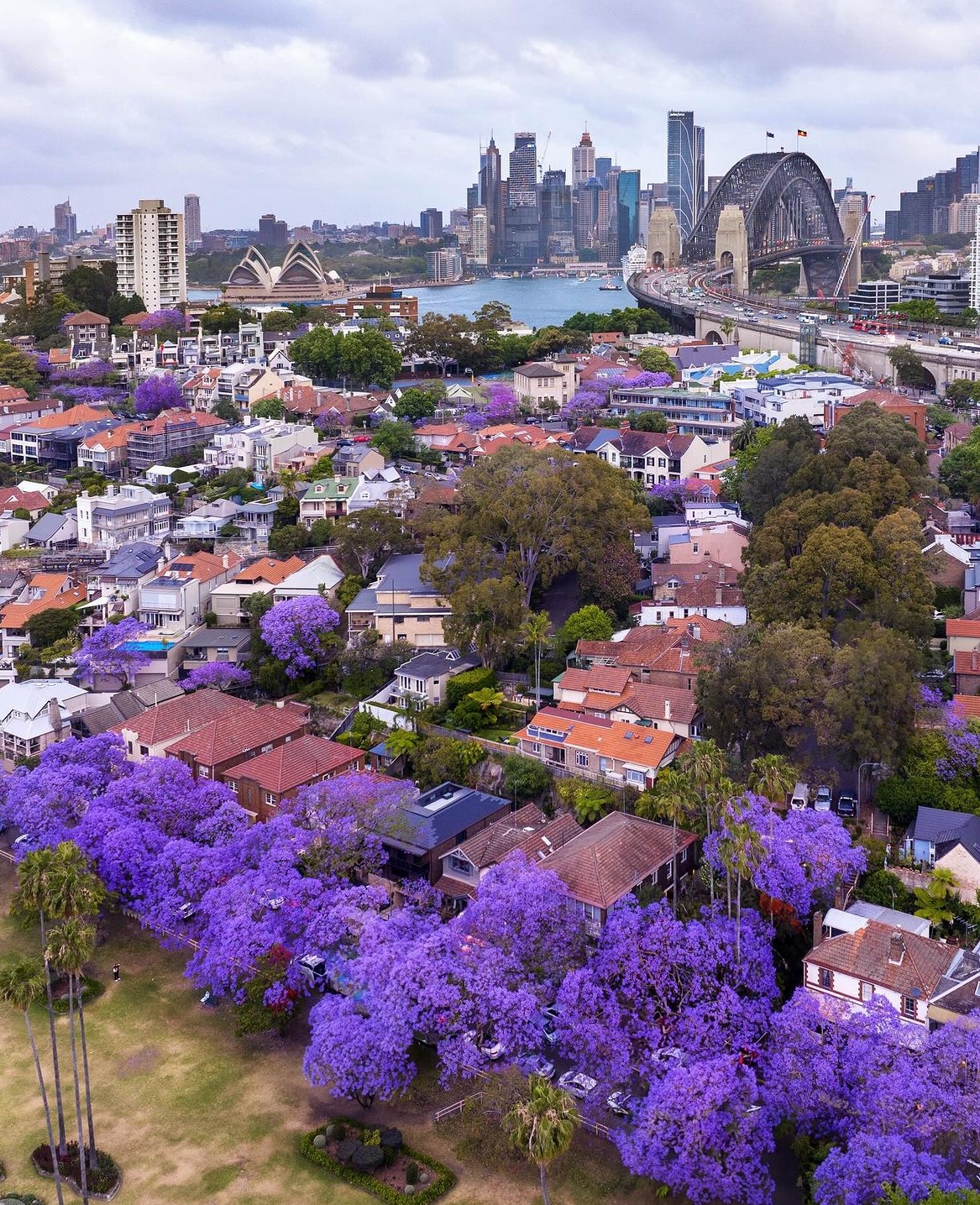 Kirribilli's Insta-Famous Jacaranda Street Is In Bloom
