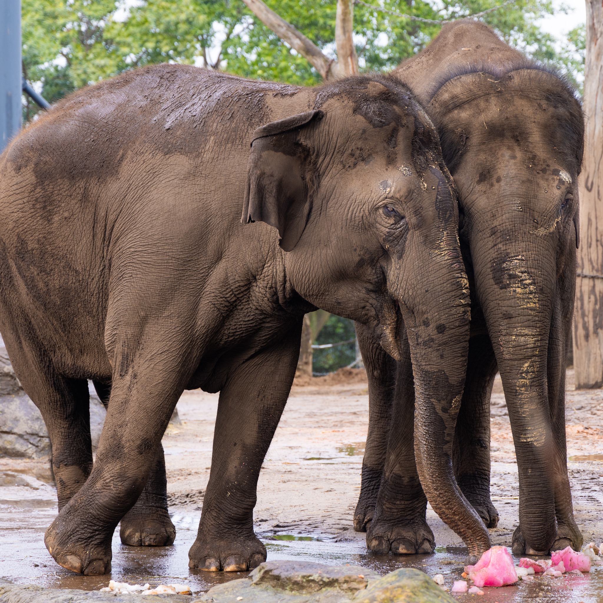 Mammoth Move: Why Taronga's Elephants Are Leaving - Willoughby Living