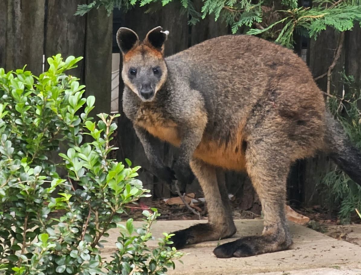 Wilbur the Willoughby Wallaby Rescued And Safely Home! - Willoughby Living