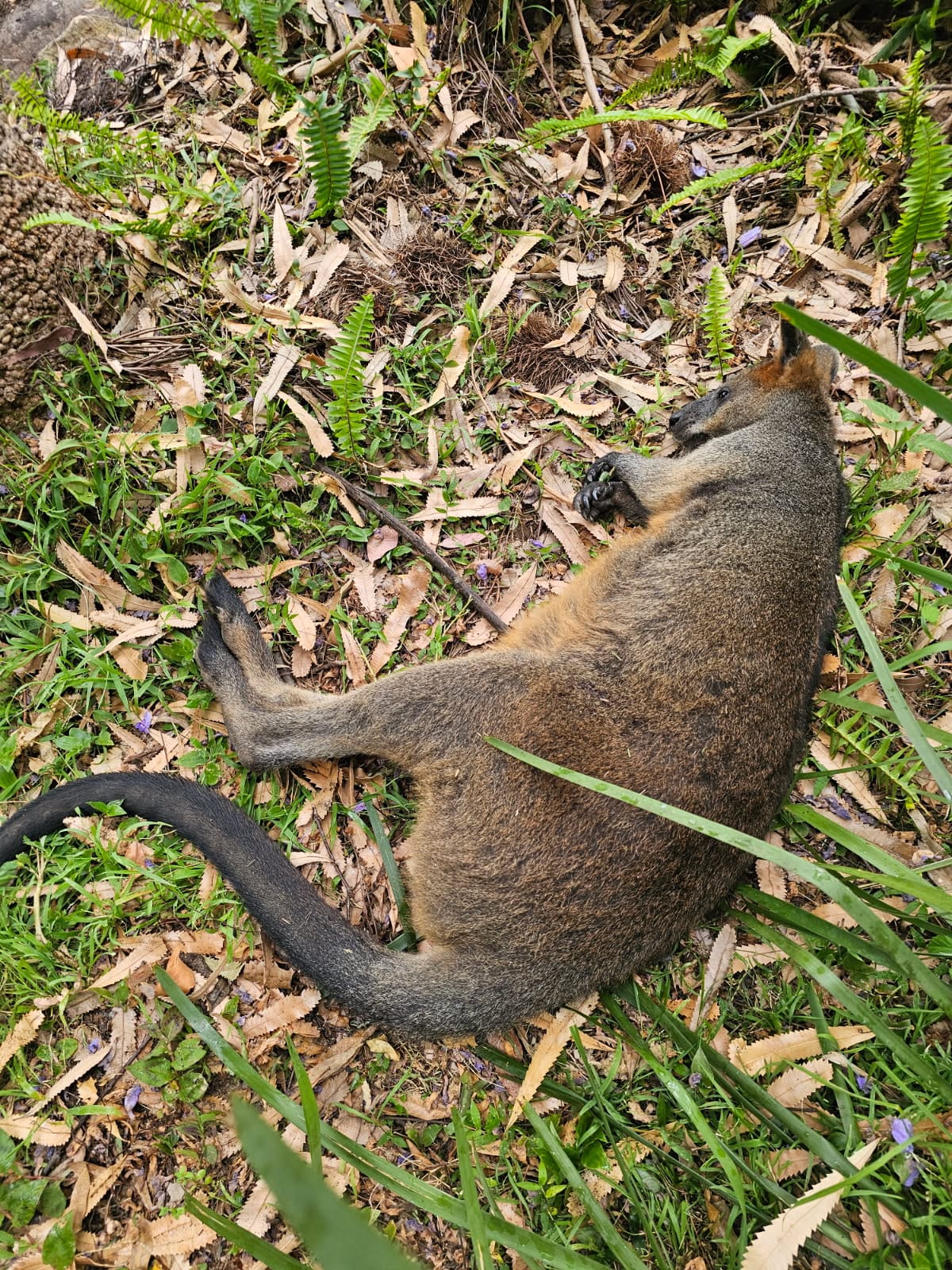 Wilbur the Willoughby Wallaby Rescued And Safely Home! - Willoughby Living